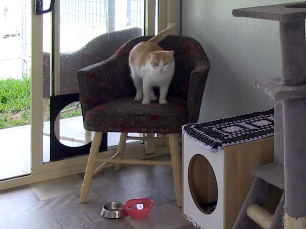 Board Your Cat | Lochinvar Pet Motel