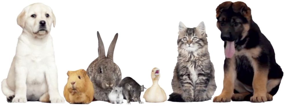 Lochinvar Pet Motel | Best price pet boarding in Hunter Valley